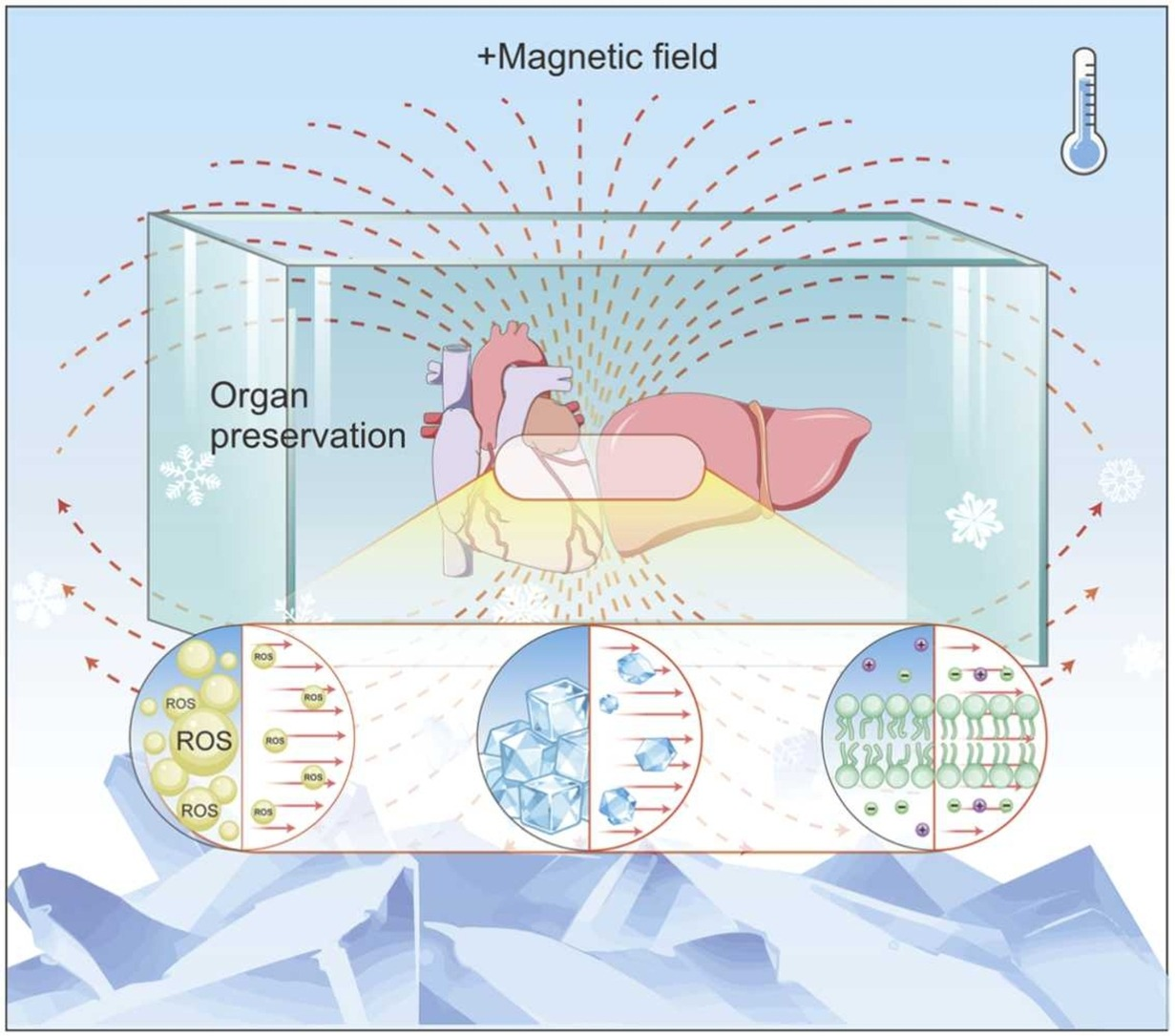 Magnetic field technology offers new hope for organ preservation ...