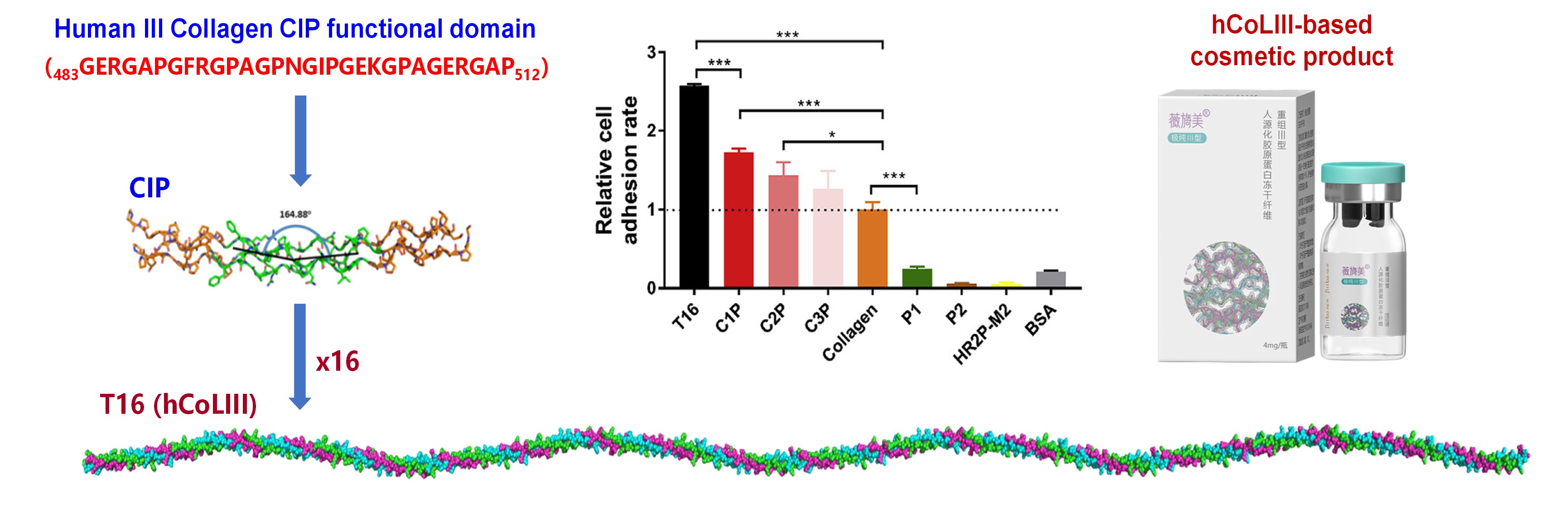 Progress in recombinant collagen application in cosmetics | KeAi Publishing