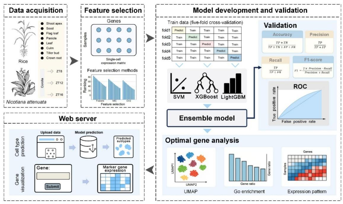 PhytoCell: An ensemble learning framework for identifying cell states ...