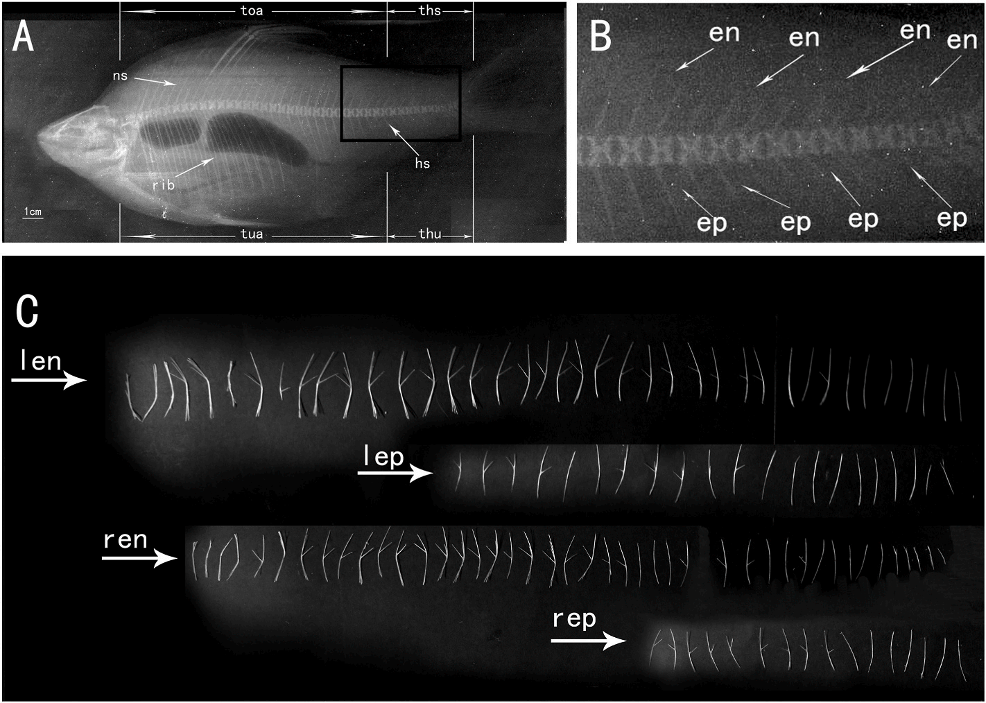 Comparative Analysis of Intermuscular Bones in Hybrid Fish (BTB) and ...