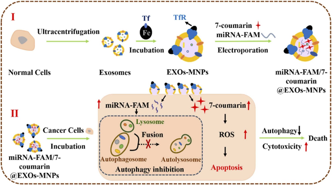 Engineered Exosome-based Drug Delivery System for Synergistic Cancer ...