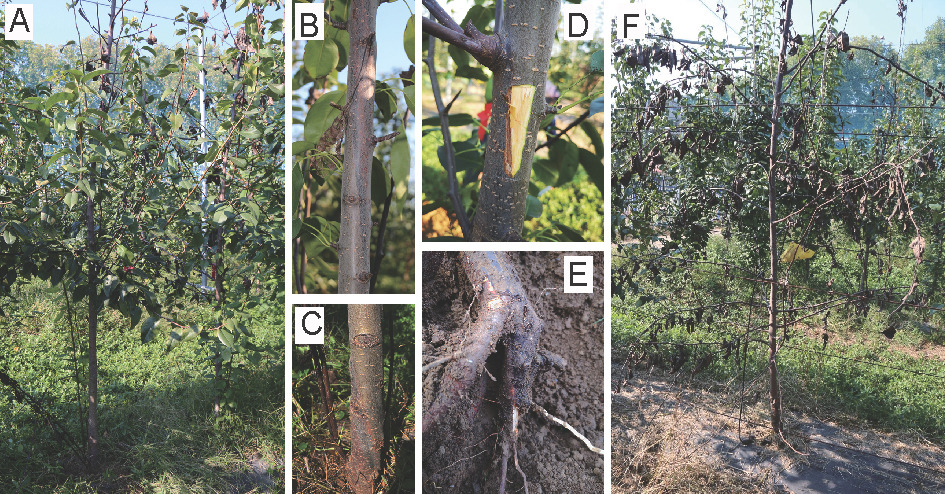 Fusarium cugenangense as a novel causal agent of wilt disease on Pyrus ...