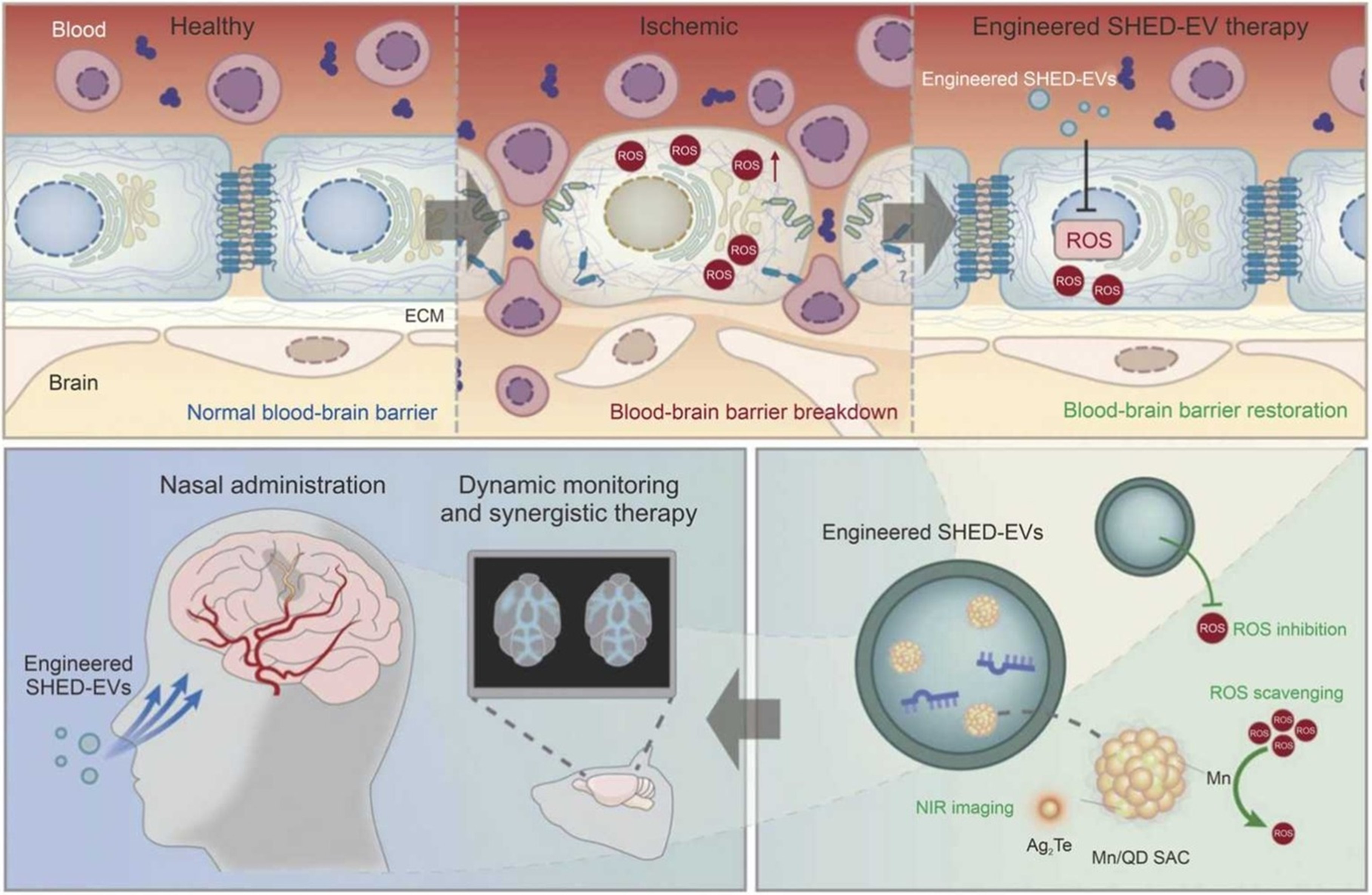 "See-and-Treat" Solution for Stroke Via Quantum Dot-Engineered ...