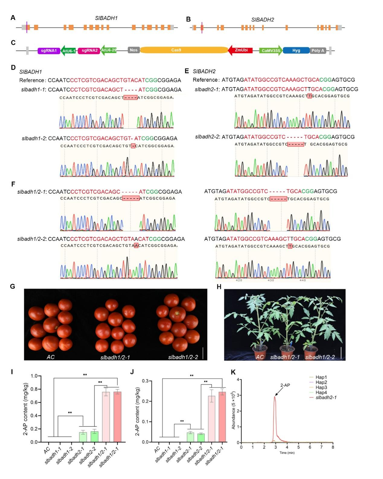 Generating popcorn-like fragrant tomato using CRISPR/Cas9-mediated gene ...