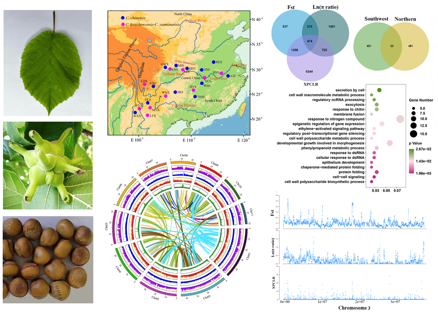 Genetic resilience and adaptation of the endangered Chinese hazelnut ...