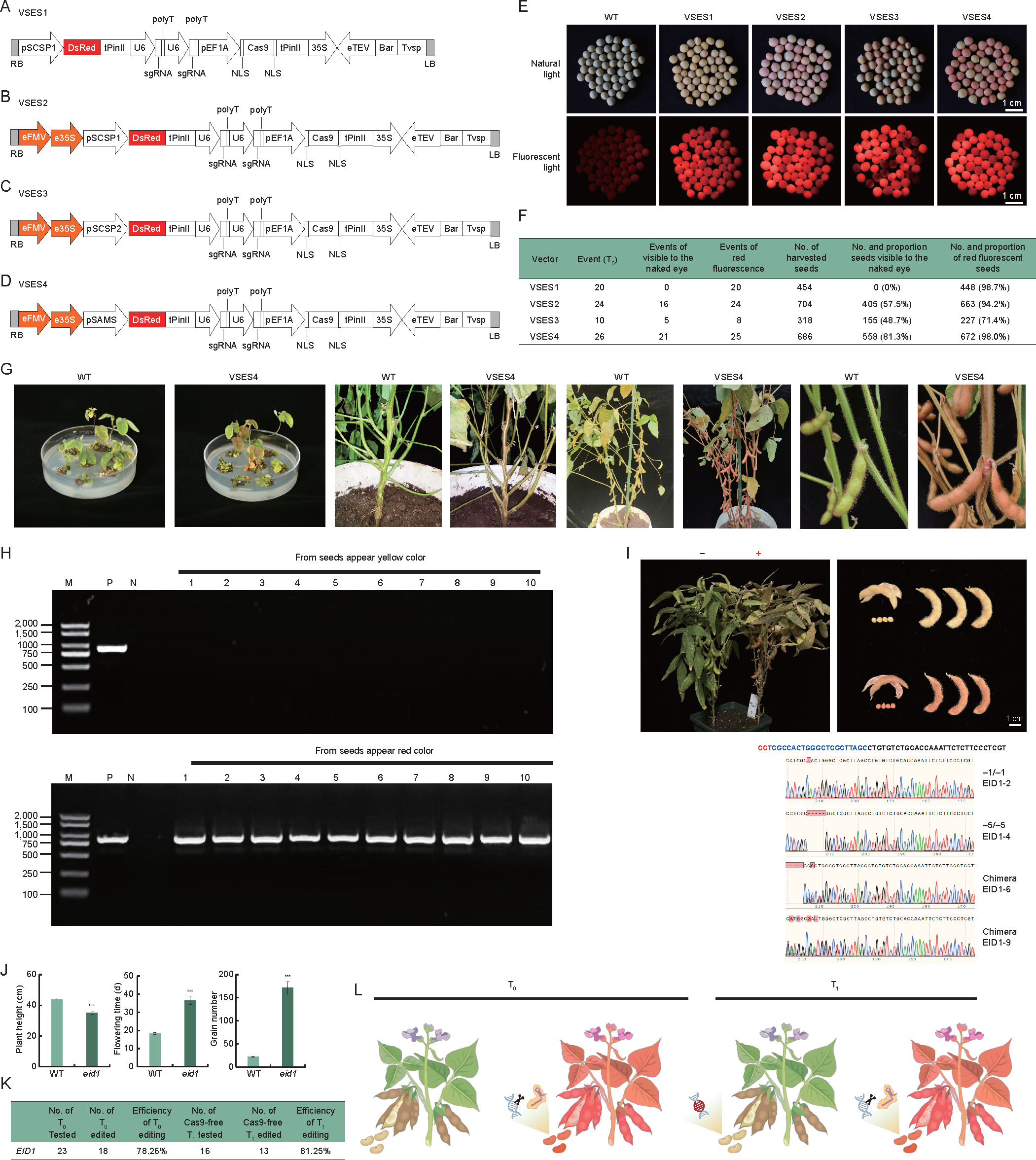 From seed to whole plant: An innovative visual marker system to enhance ...